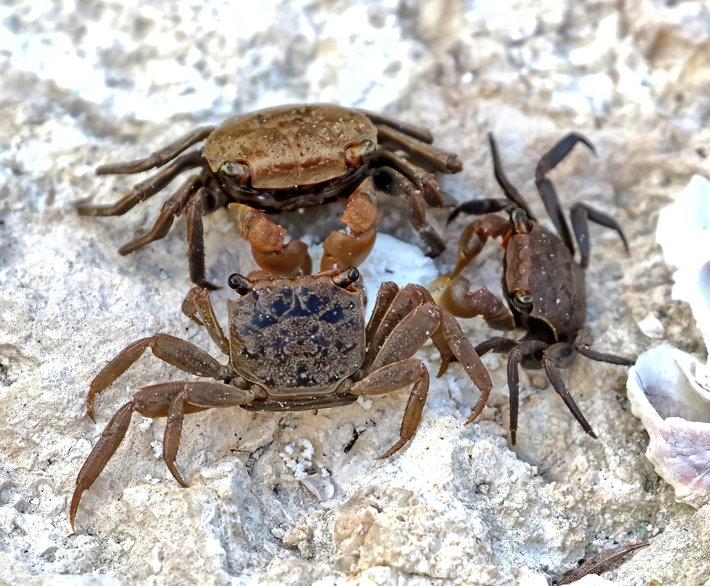 Flora y Fauna de Baja California: especies representativas