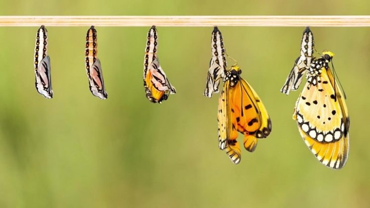 Ciclo de vida de la mariposa: fases y características (con imágenes)