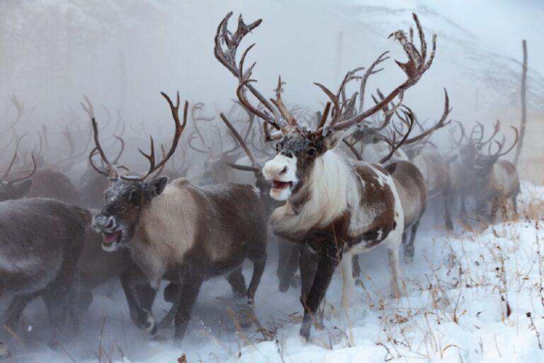 18 animales de la tundra y sus características