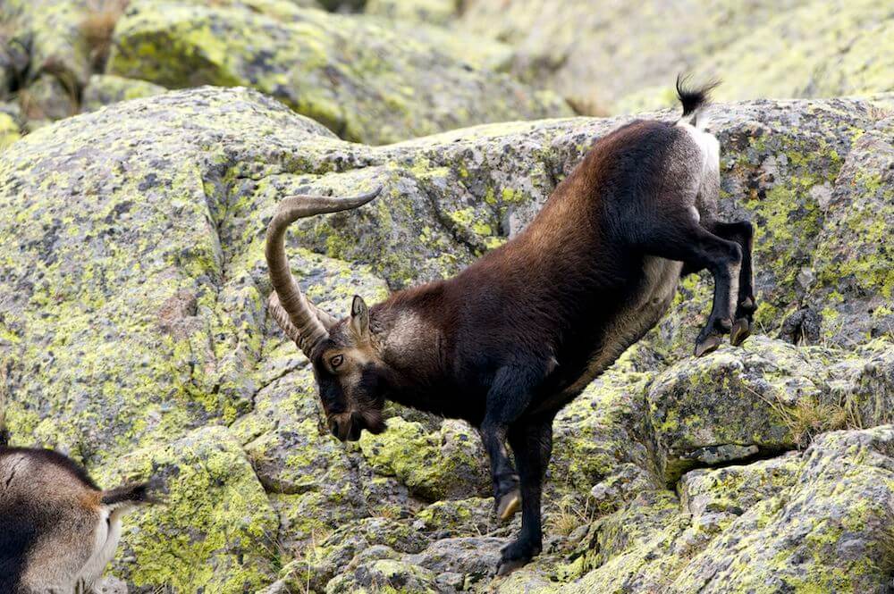 15 animales de montaña y sus características