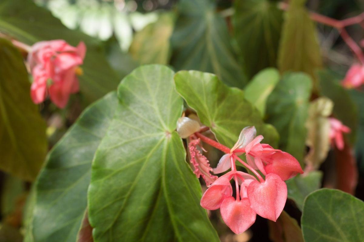 Flora y Fauna de Baja California: especies representativas