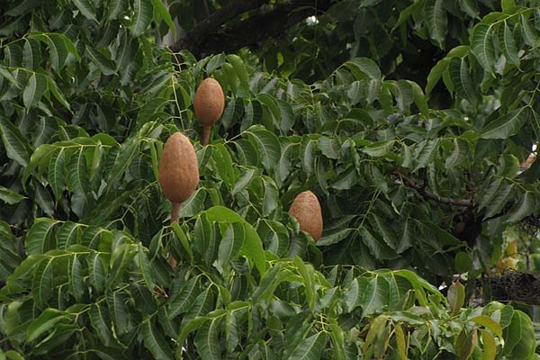 Flora y fauna de Chiapas: especies representativas