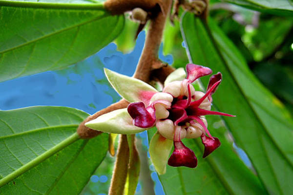 Flora y fauna de Brasil: especies representativas