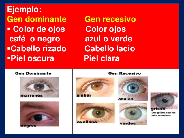 ¿Qué es la dominancia? (Ejemplos)