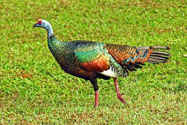 Flora y fauna de Campeche: especies representativas