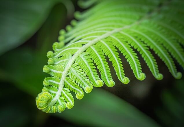 Ejemplos De Pteridofitas Plantas: Musgos, Helechos, Gimnospermas, Y