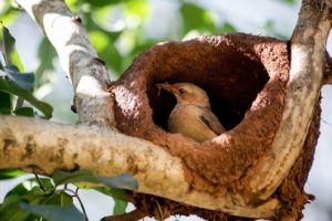 Lista de 19 animales que empiezan con H