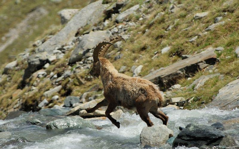 15 animales de montaña y sus características