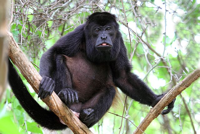 Flora y fauna de Veracruz: animales, plantas y árboles Flora y fauna de Veracruz: animales, plantas y árboles