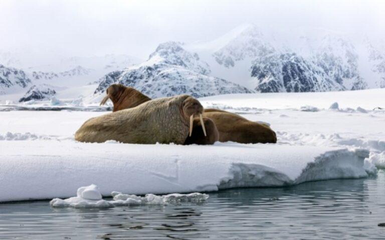 18 animales de la tundra y sus características