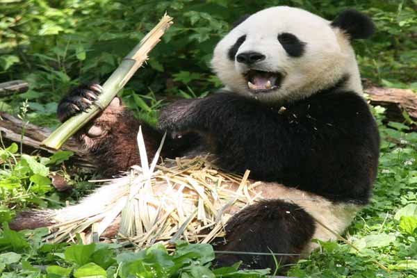Los 20 Animales de China Más Destacados