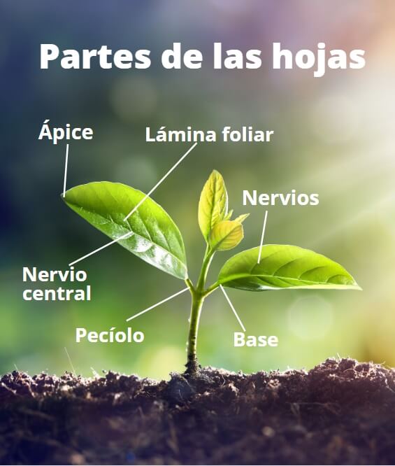 Lista 101 Foto Cuáles Son Las Partes Que Componen Un Poema Alta