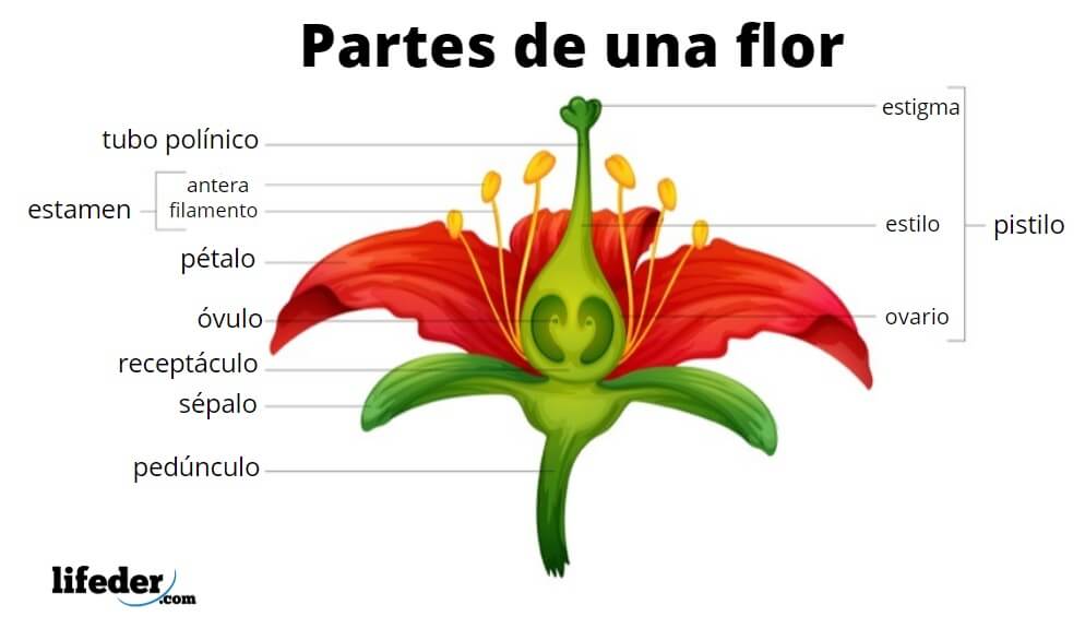 Partes de las plantas y sus funciones