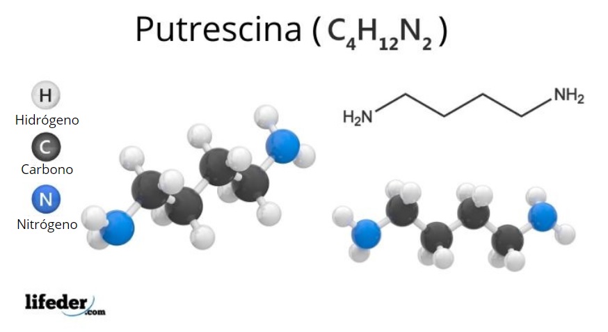 Putrescina: estructura, propiedades, síntesis, usos