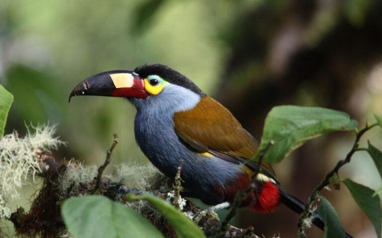 Los 15 animales de Ecuador más importantes