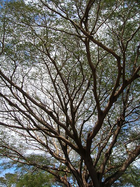 Flora y fauna de Quintana Roo