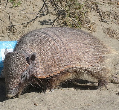 15 animales de la selva peruana (con fotos)