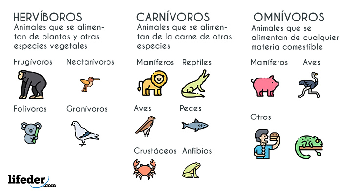 Clasificación de los animales (con imágenes y ejemplos)