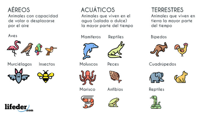 Clasificación de los animales (con imágenes y ejemplos)