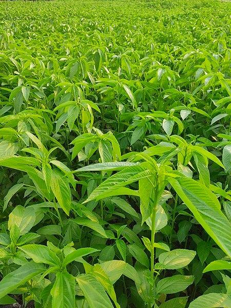 Flora y fauna de Sinaloa: animales y plantas más comunes