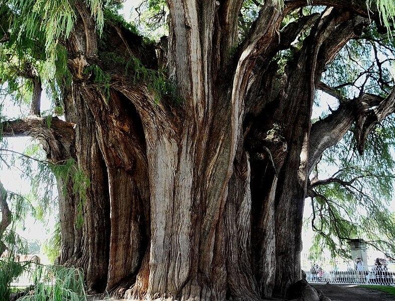 Flora y fauna de Sinaloa: animales y plantas más comunes
