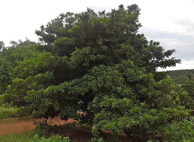 Flora y fauna de Quintana Roo