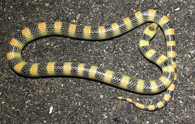 Flora y fauna de Sinaloa: animales y plantas más comunes