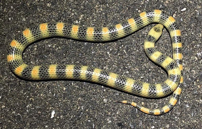 Flora y fauna de Sinaloa: animales y plantas más comunes