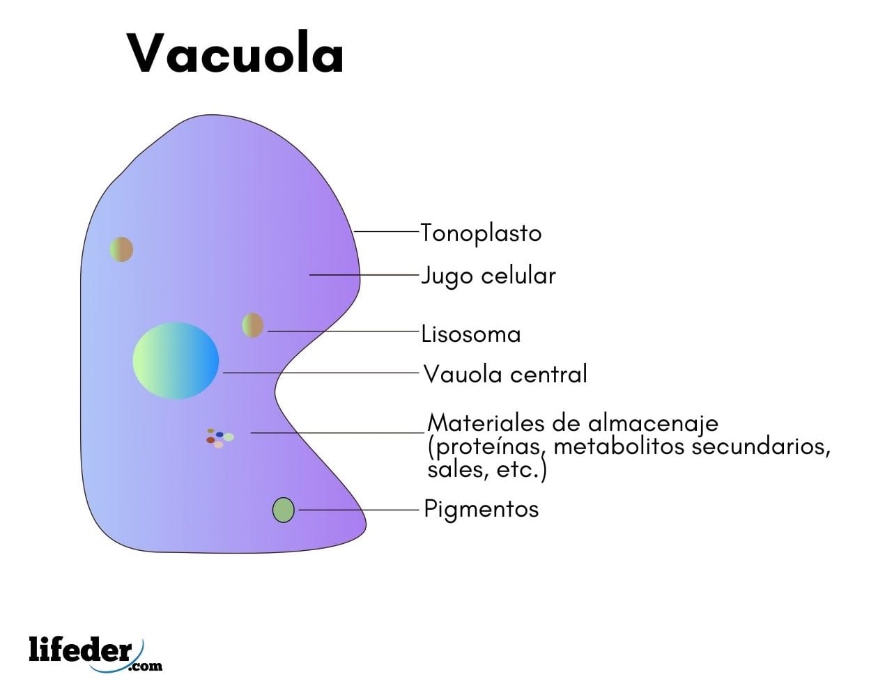 Célula vegetal: qué es, características, partes, funciones, ejemplos