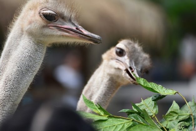Animales omnívoros: características y 50 ejemplos