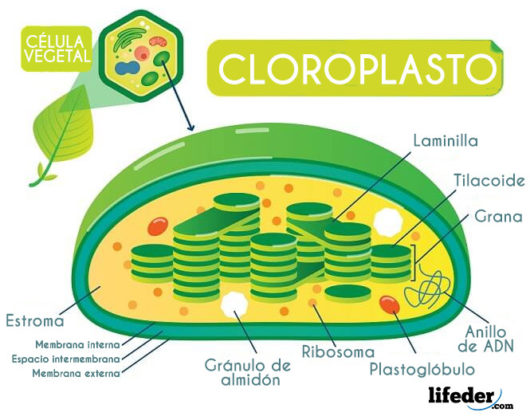 Plastos o plastidios: qué son, características, estructura, tipos