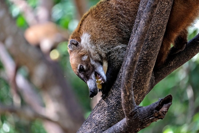 Animales omnívoros: características y 50 ejemplos