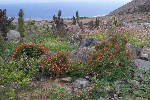 ¿Qué son los componentes naturales de la Tierra?