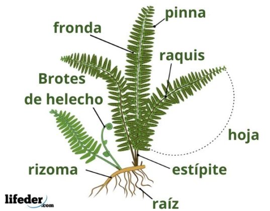 Ciclo de vida del helecho: fases y características (con imágenes)