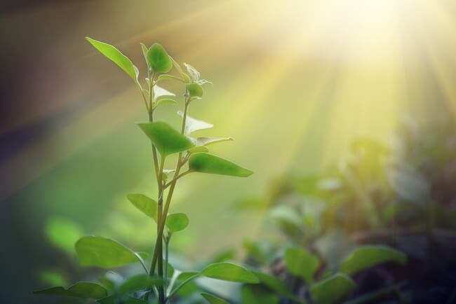 Plantas: qué son, características, tipos, partes, reproducción