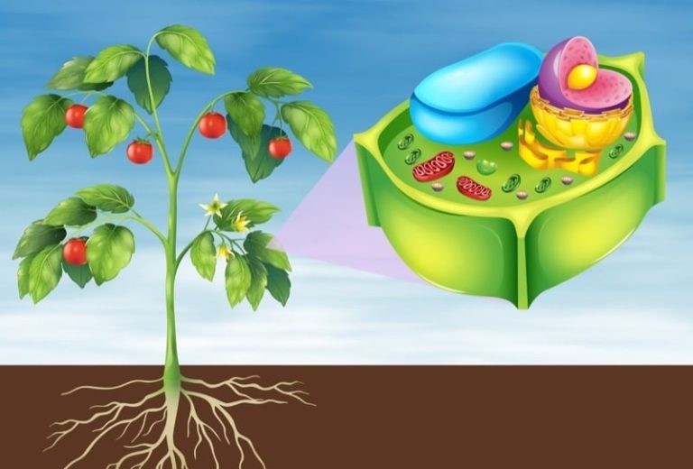 Célula vegetal: qué es, características, partes, funciones, ejemplos