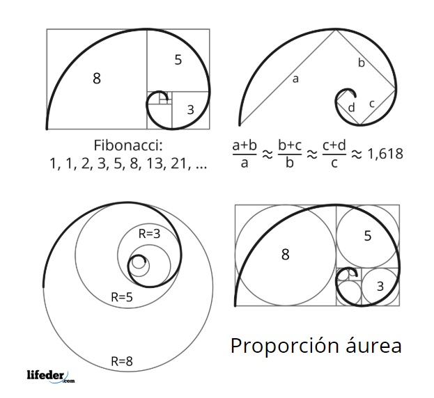 Serie de Fibonacci: propiedades, relaciones naturales, aplicaciones ... Serie de Fibonacci: propiedades, relaciones naturales, aplicaciones ...