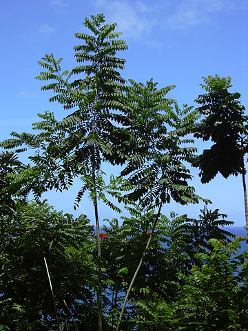 Selva tropical: qué es, flora, fauna, características, clima