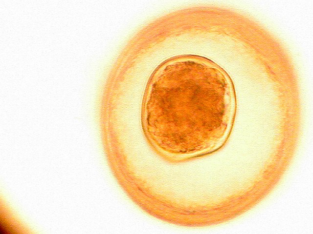 Hymenolepis diminuta: características, morfología, ciclo de vida