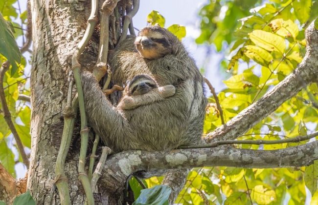 Selva alta o Rupa Rupa: características, fauna, flora