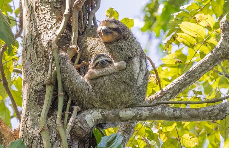 Selva alta o Rupa Rupa: características, fauna, flora