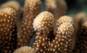 Animales marinos: características, tipos, ejemplos