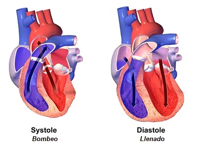 Ley de Frank-Starling: conceptos básicos y principios