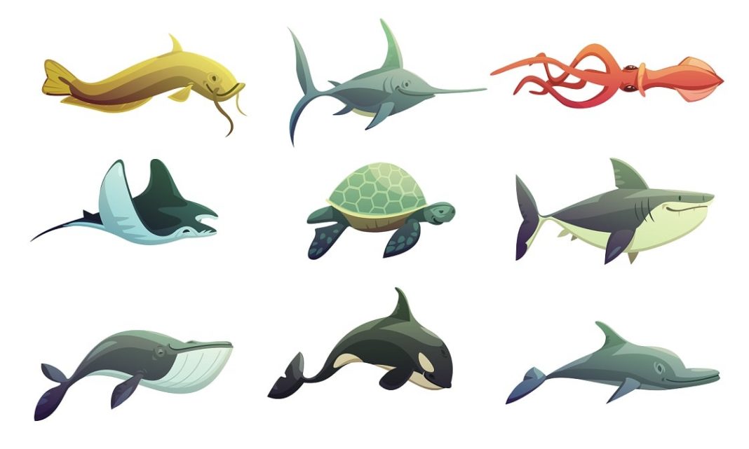 Animales marinos: características, tipos, ejemplos
