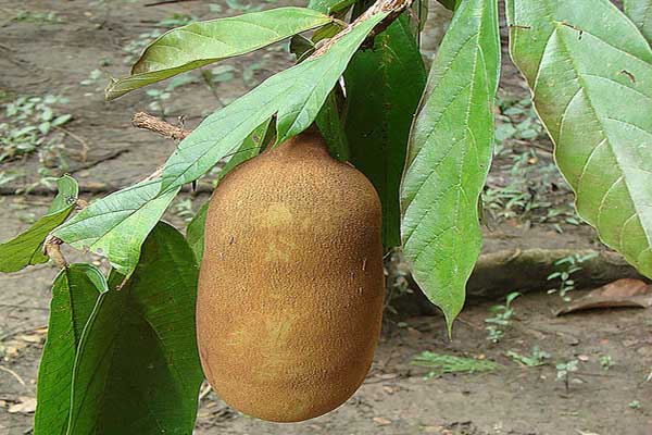 Selva alta o Rupa Rupa: características, fauna, flora