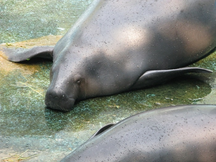 Animales del Amazonas: 30 especies raras y peligrosas