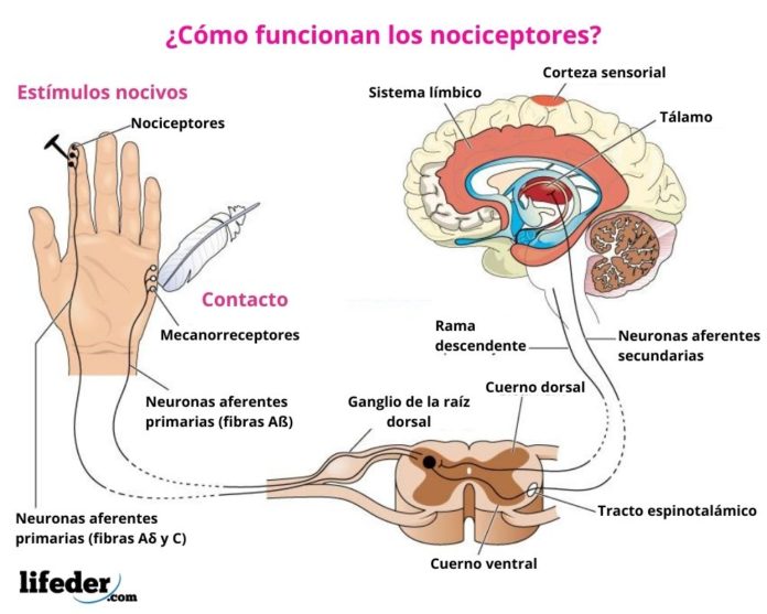Nociceptores: estructura, funciones, tipos