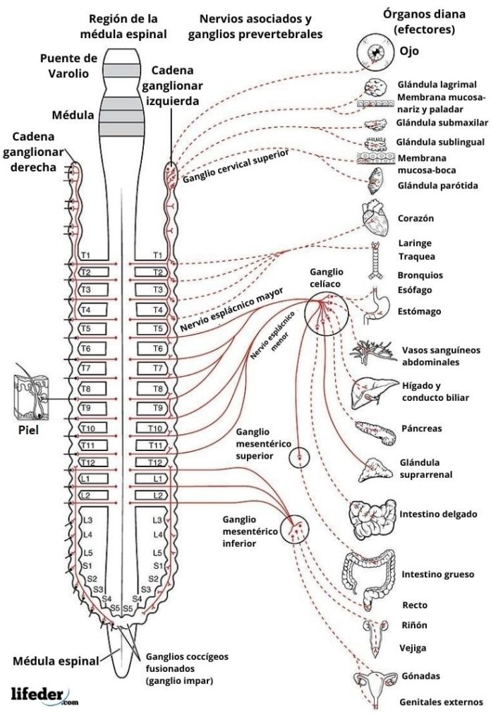 Sistema nervioso simpático: estructura, funciones, efectos