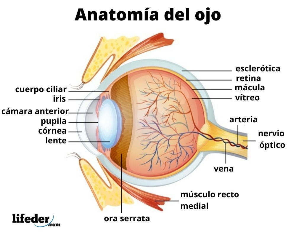 El Ojo Partes Y Funciones