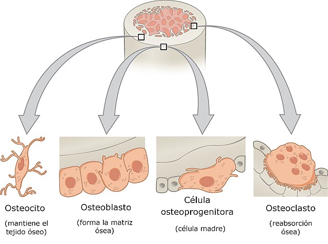 Matriz ósea: composición y función